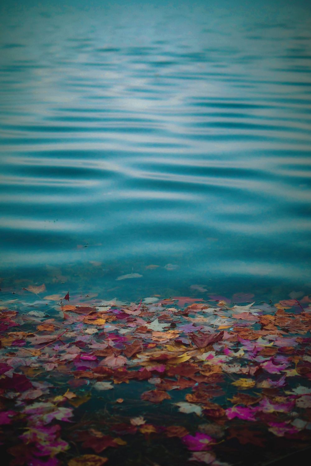 Letting Go - Tricia Chamberlin