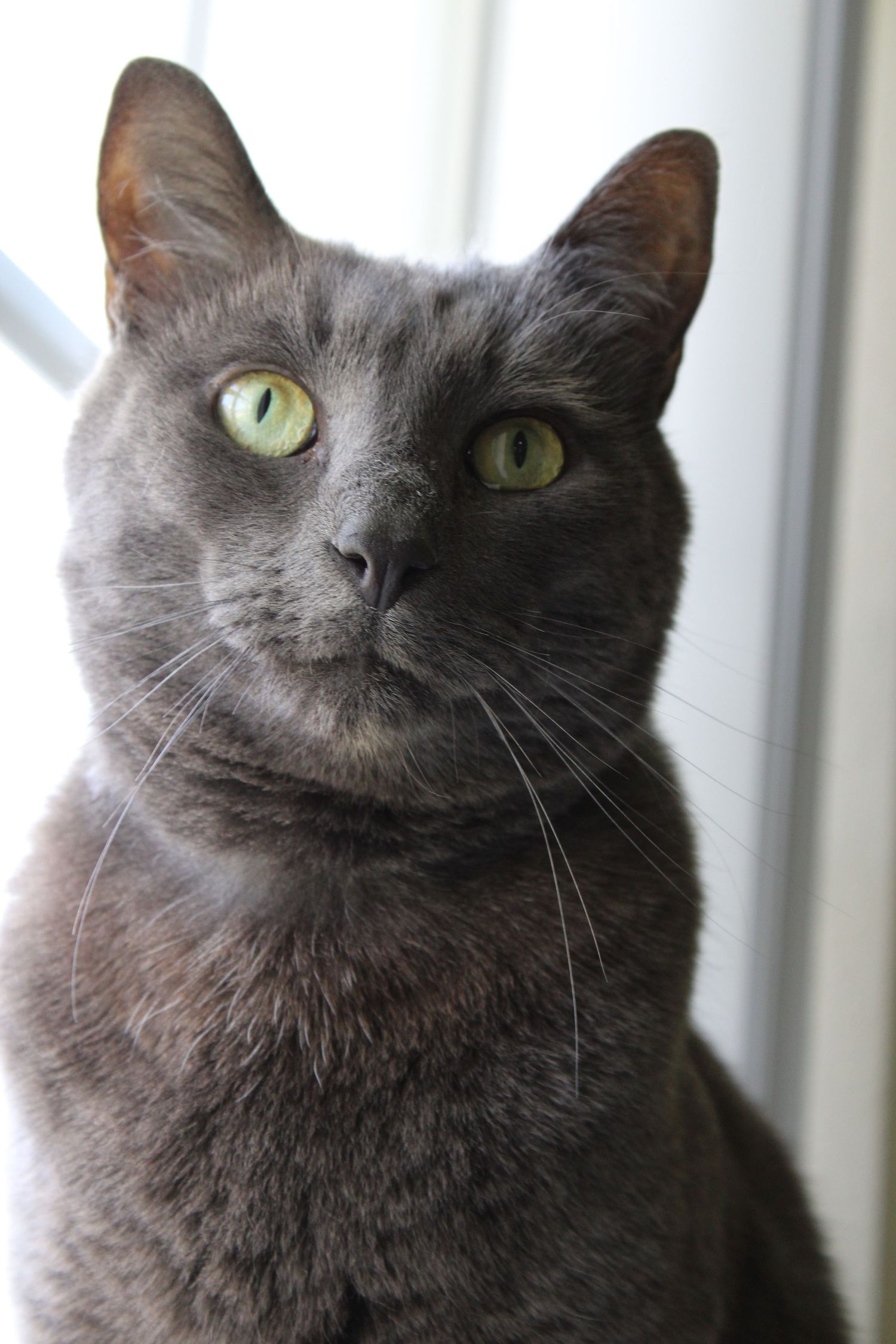Furry Family Members Gallery - Courtney Knoch Photos