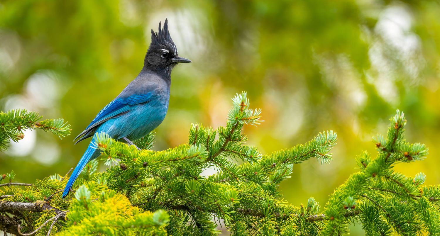 Backyard Birds Gallery - Zurotography