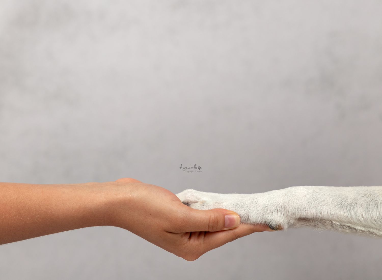 ANA ABDO FOTOGRAFÍA CANINA