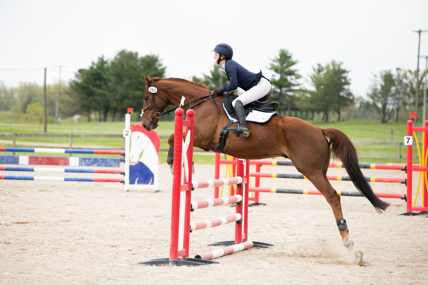 Horse Show Portfolio - Abigail Grace Photography