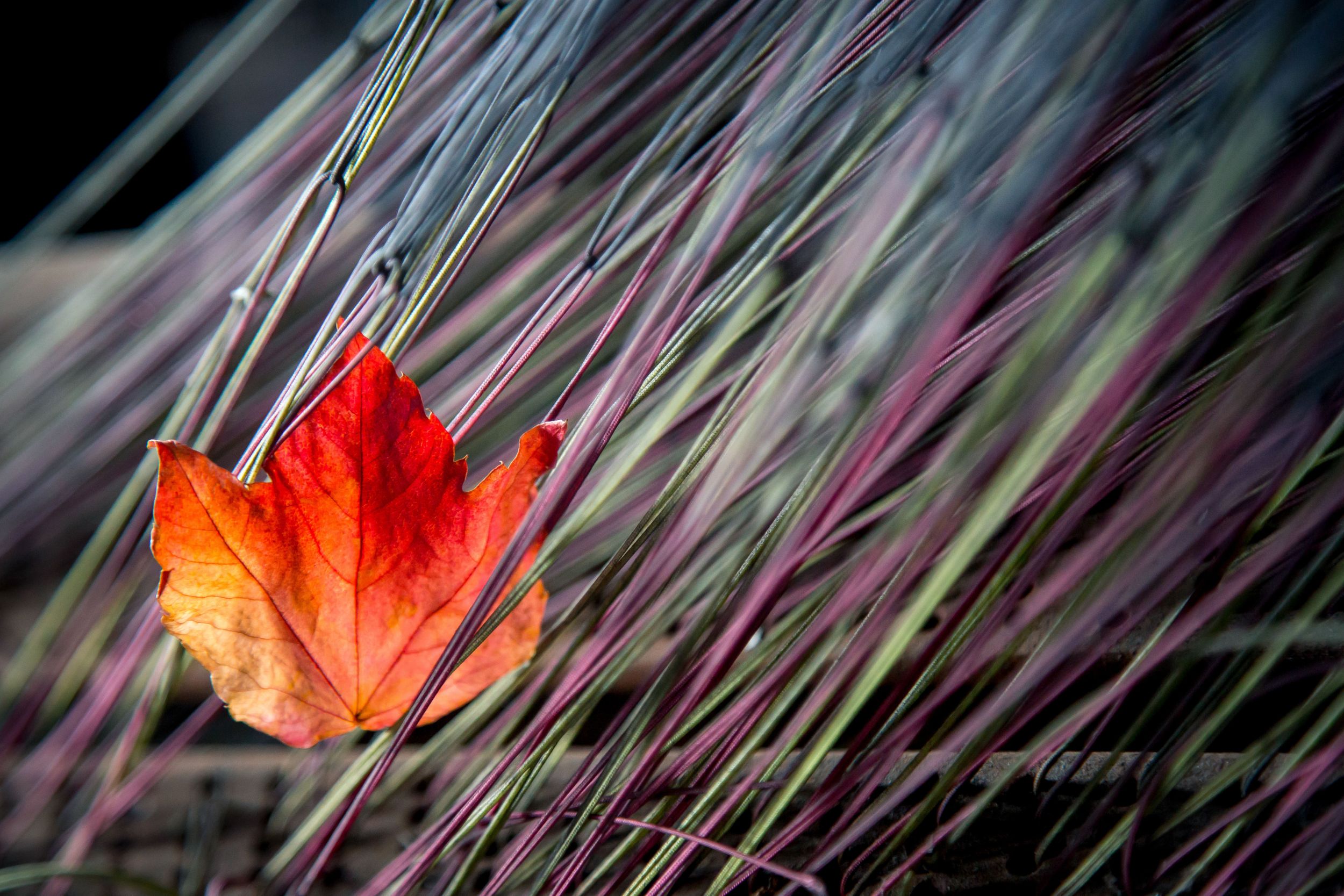 Jeff Reeder Photography