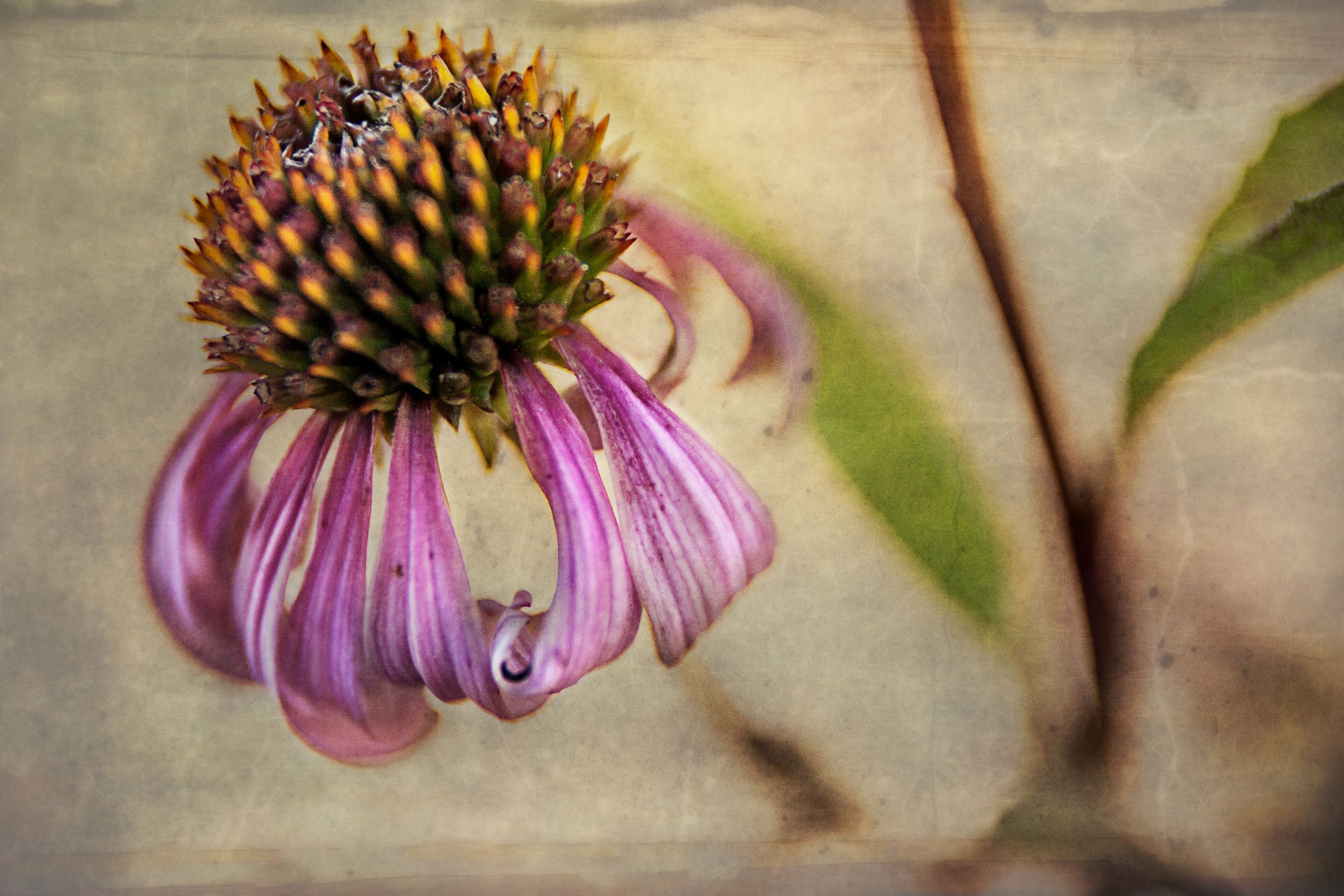 Jeff Reeder Photography