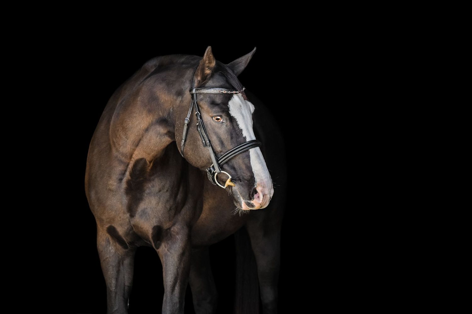 Siege | Black Background Horse Portraits | Rochester, NY - Buffalo, WNY ...