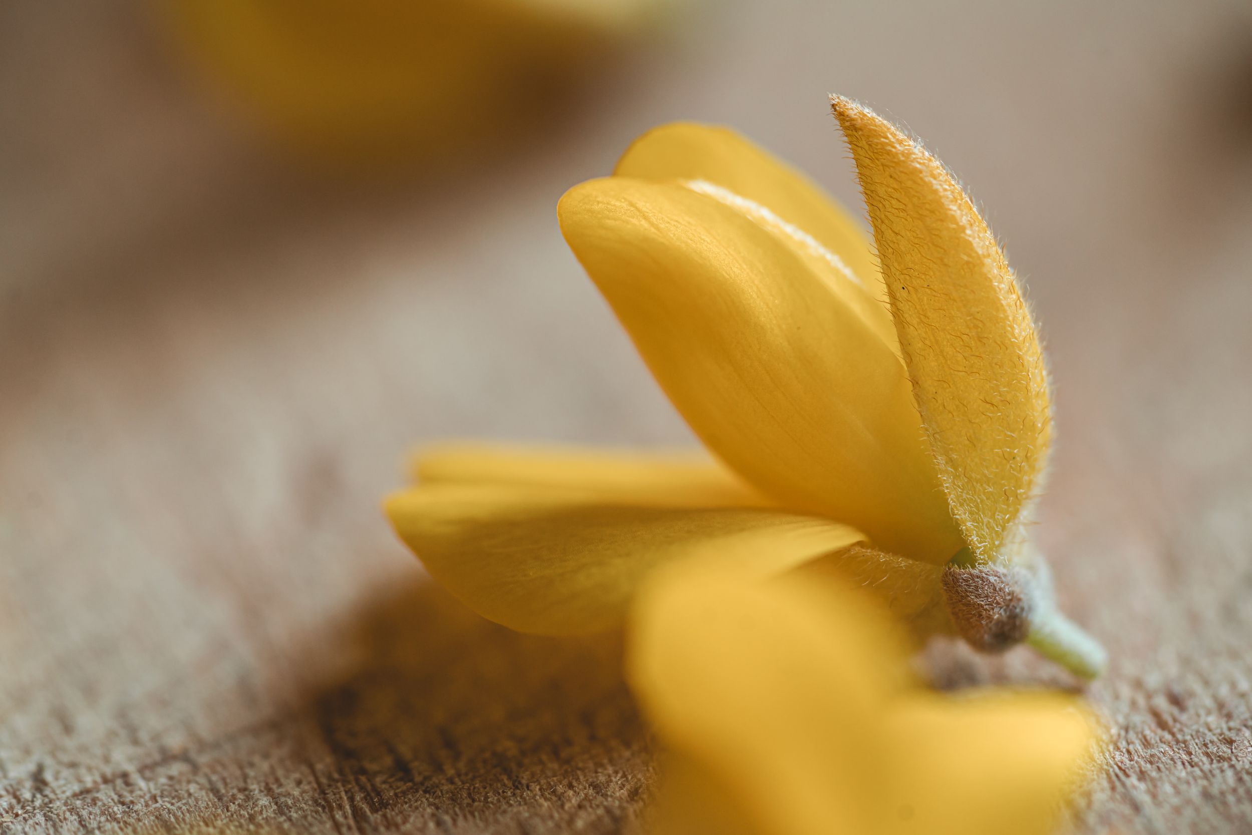 Gorse - The Grizzly Forager: The Definitive Guide to Foraging with Kids