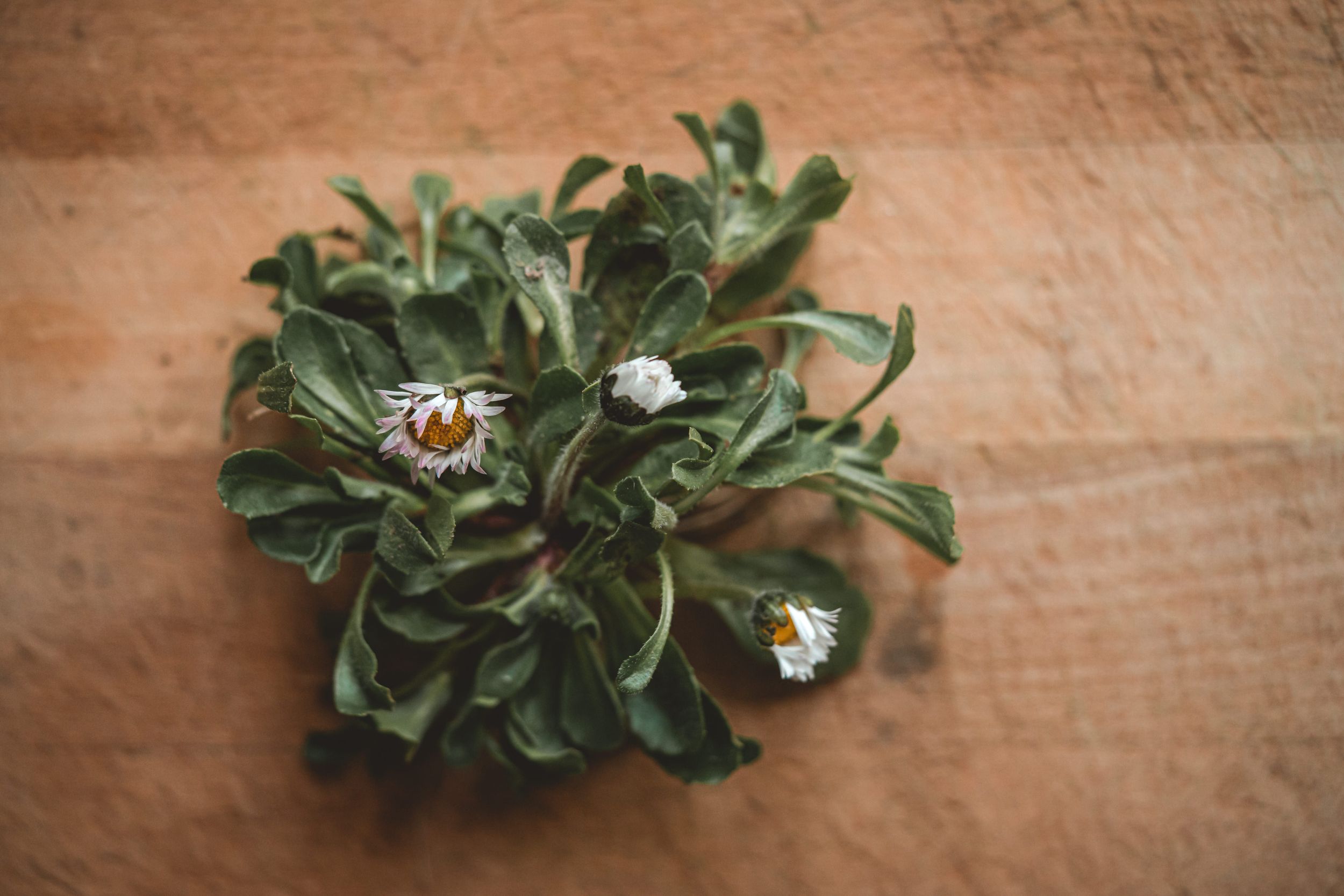 Common Daisy - The Grizzly Forager: The Definitive Guide to Foraging ...