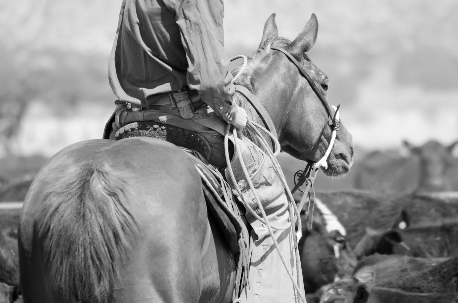 Prints for Sale - Beth Mitchell Photography