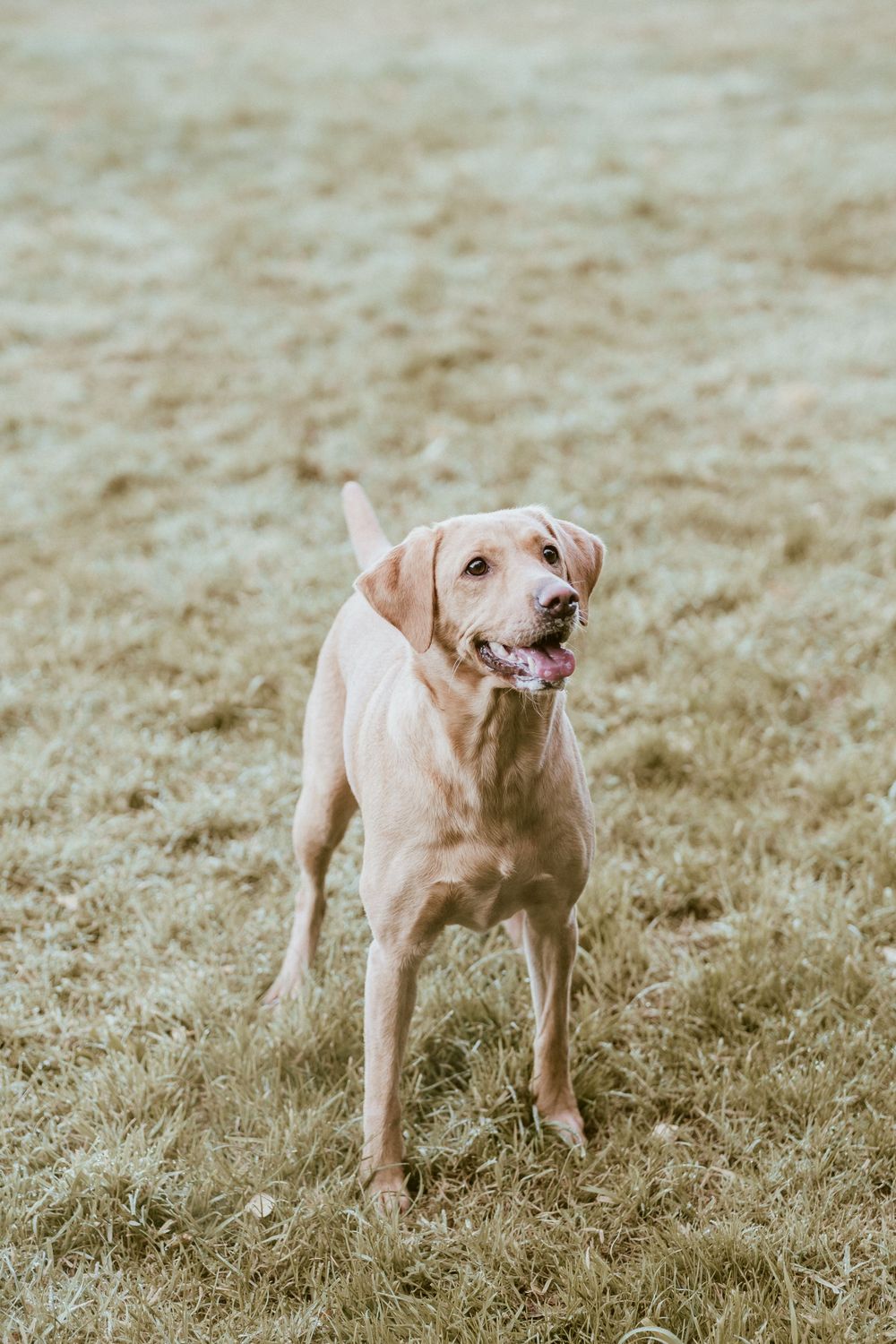 Miss Daisy -Labrador Girl - Roksana Ulas Photography