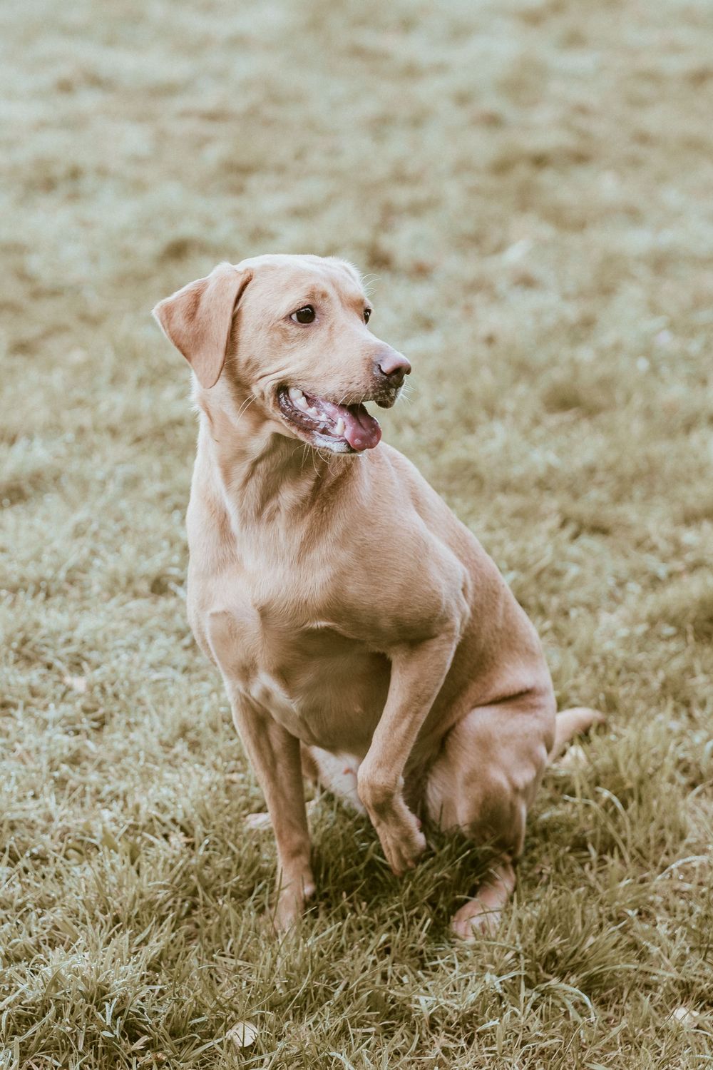 Miss Daisy -Labrador Girl - Roksana Ulas Photography