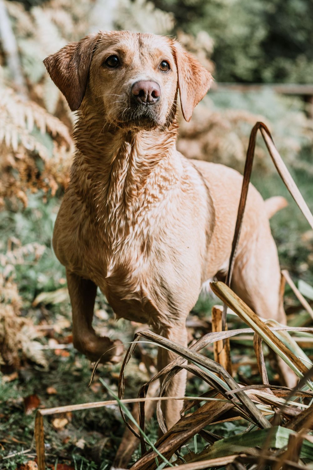 Miss Daisy -Labrador Girl - Roksana Ulas Photography