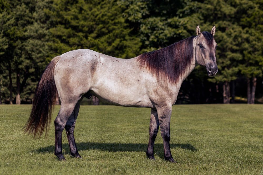 Getting Ready for Stallion Portraits - Amber Helm Photography ...
