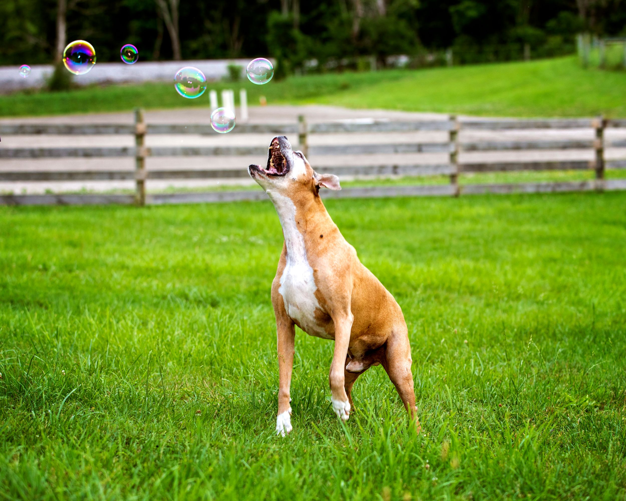 Pets - All Things Beautiful Photography
