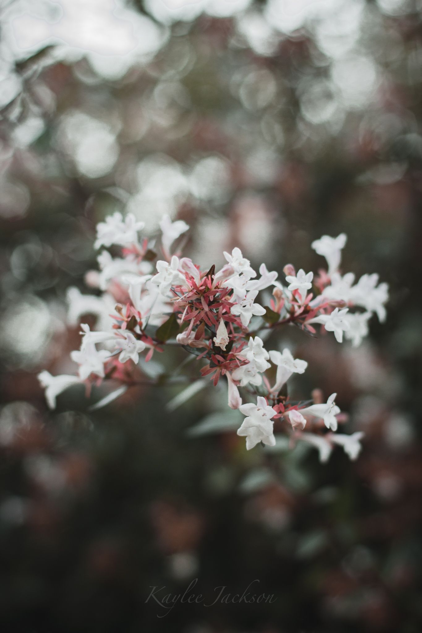 About - Kaylee Jackson Photography