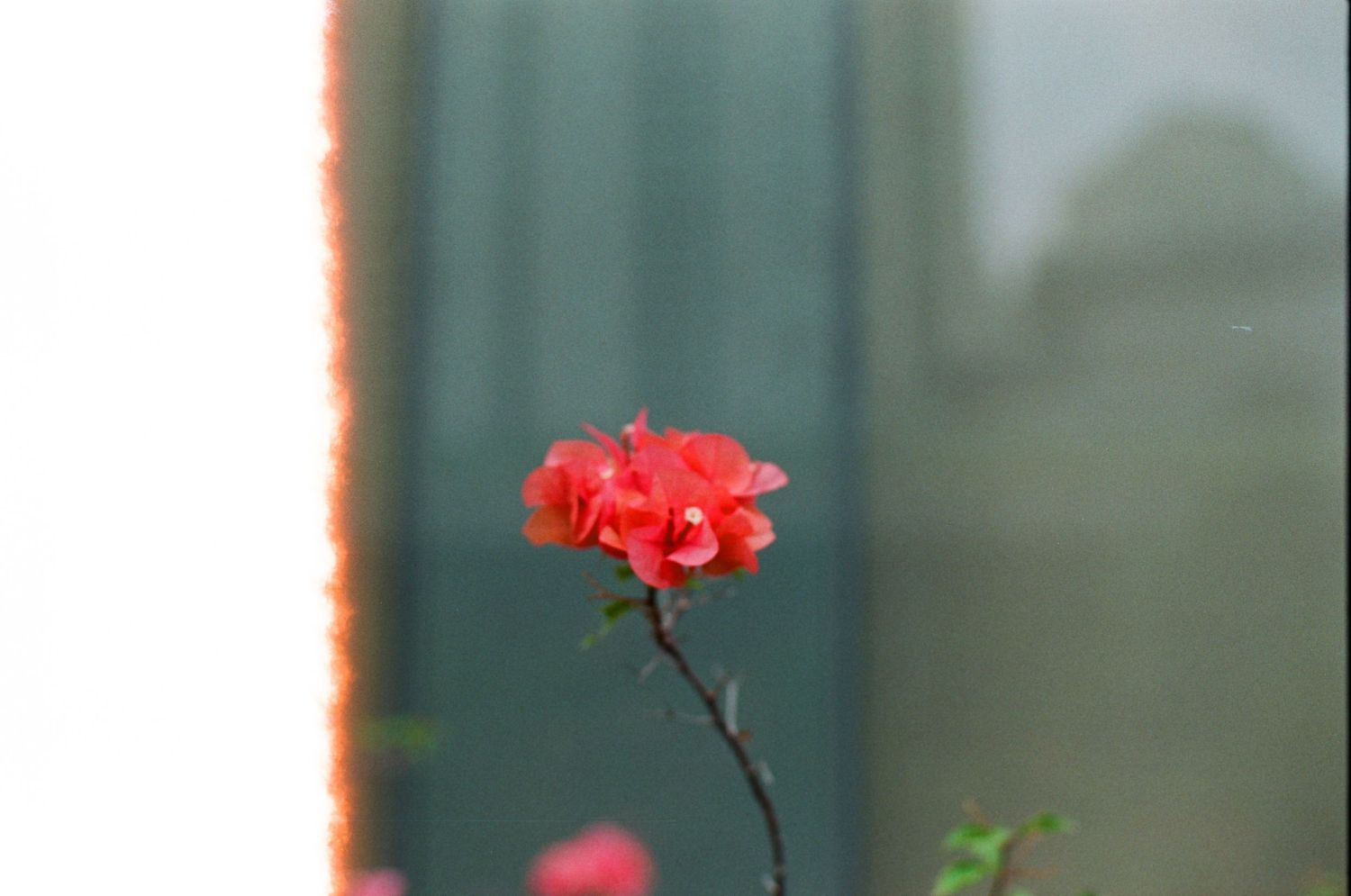 Neemo On Film 35mm - Neemo Pictures