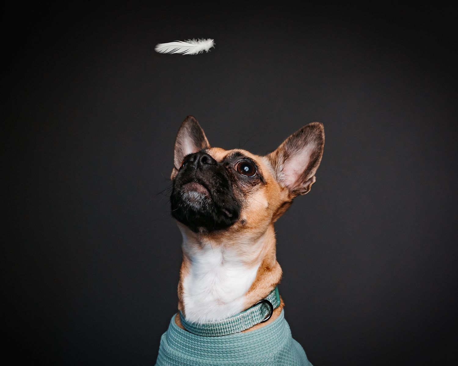 Pet Portraits - Will Sundquist Photography