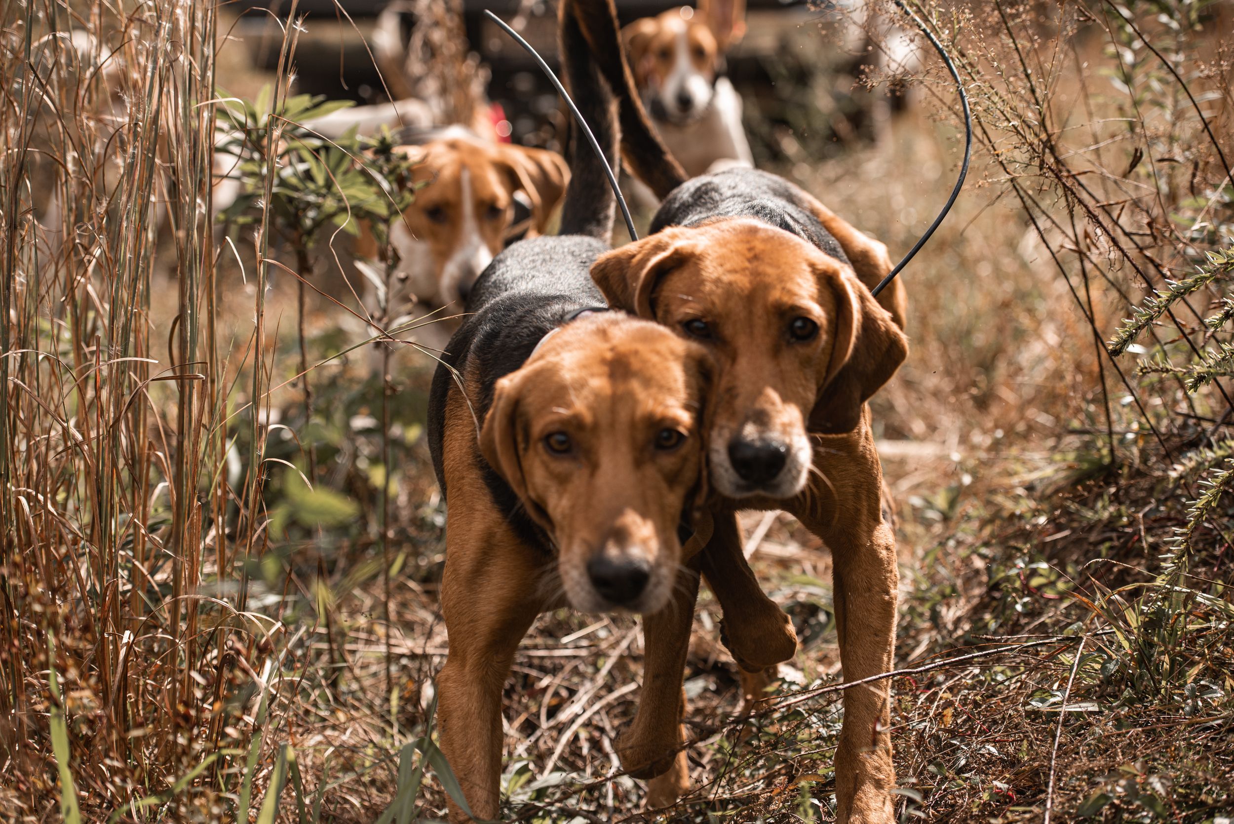Hound Health During Hunt Week - South Carolina Dog Photographer ...