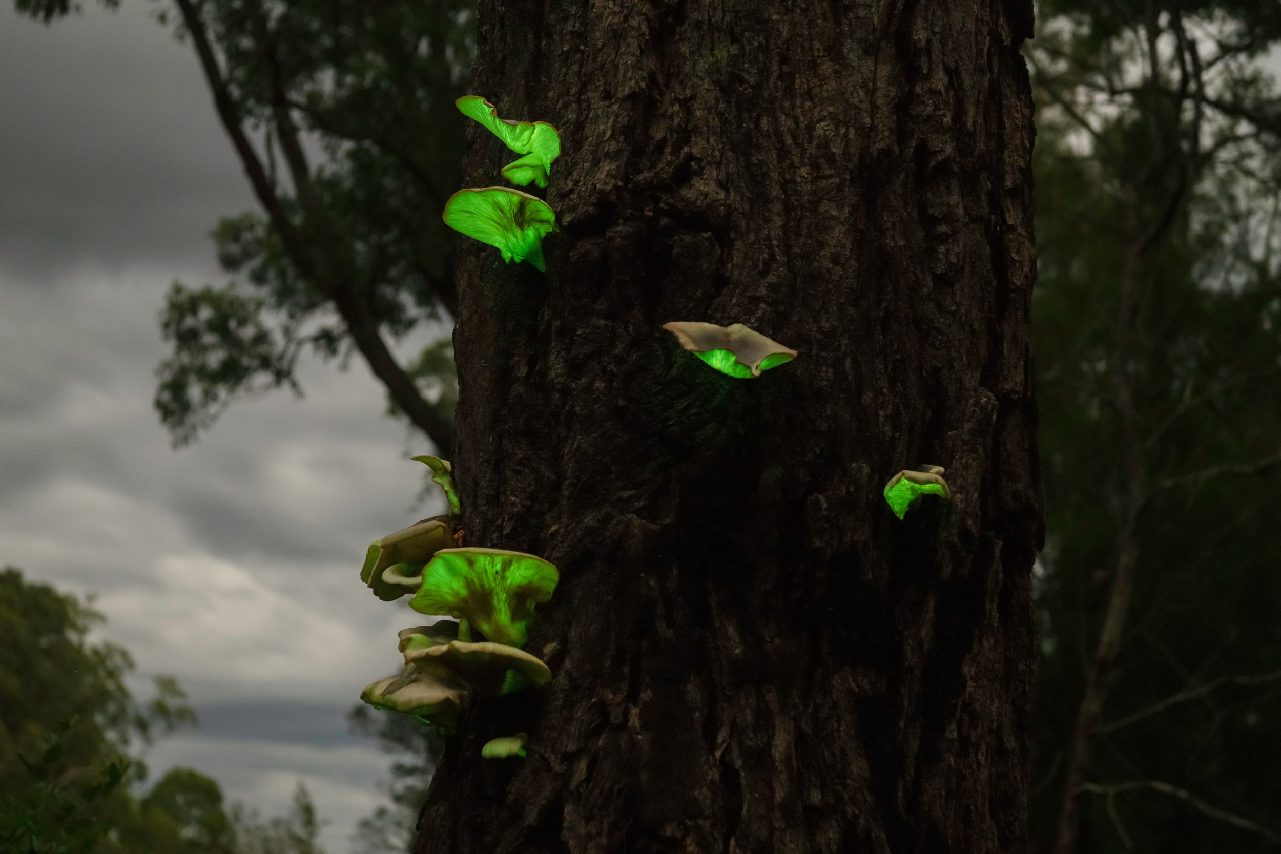 Photograph the Ghost fungus - Ian Williams - Ian Williams
