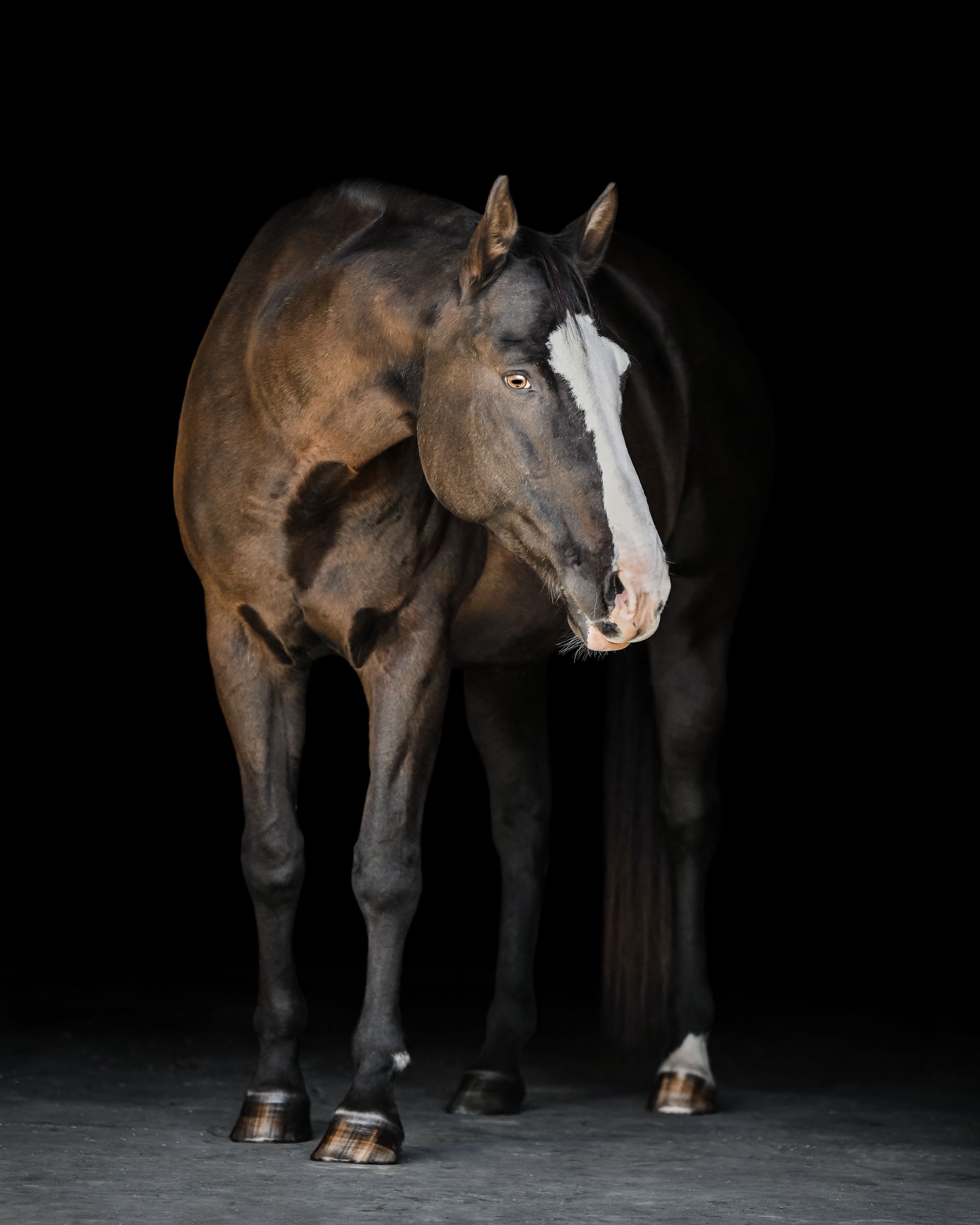 Siege | Black Background Horse Portraits | Rochester, NY - Buffalo, WNY ...