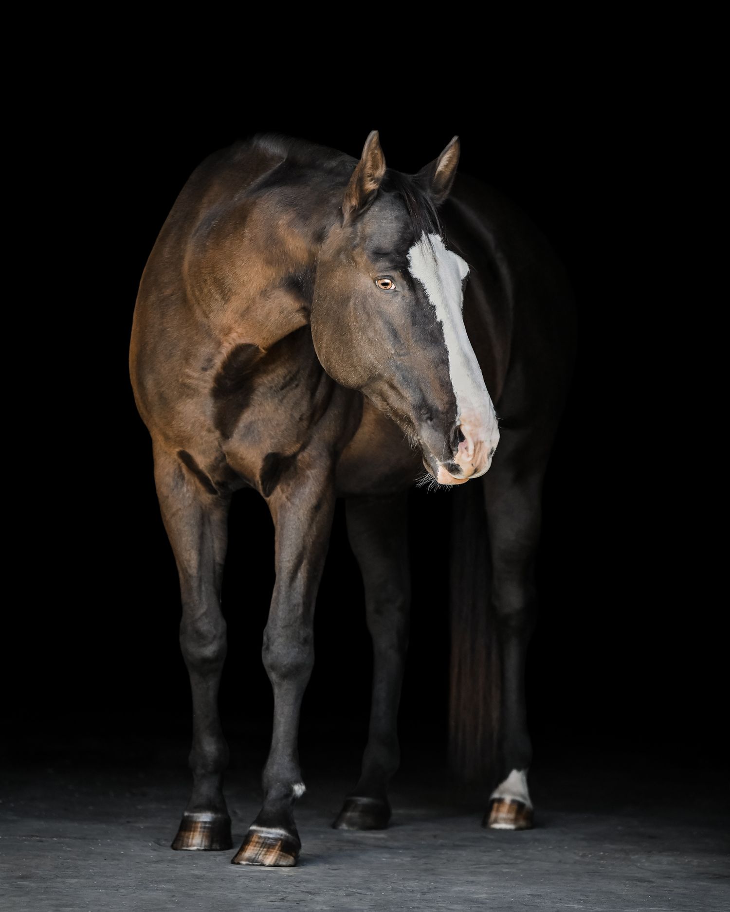 Siege | Black Background Horse Portraits | Rochester, NY - Buffalo, WNY ...