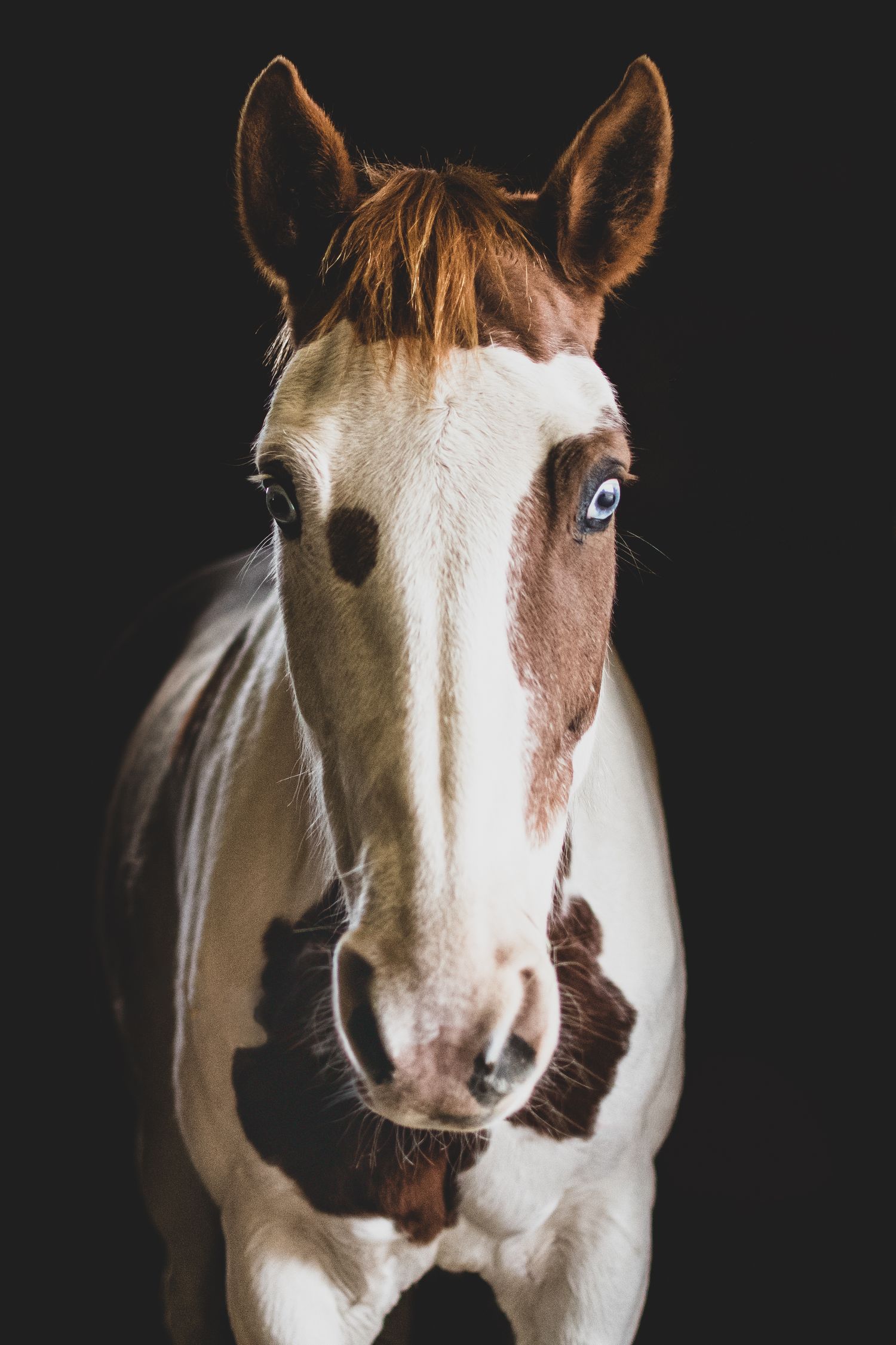 Equine Portraiture - Paint & Bay Photography