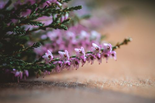 Heather - The Grizzly Forager: The Definitive Guide to Foraging with Kids