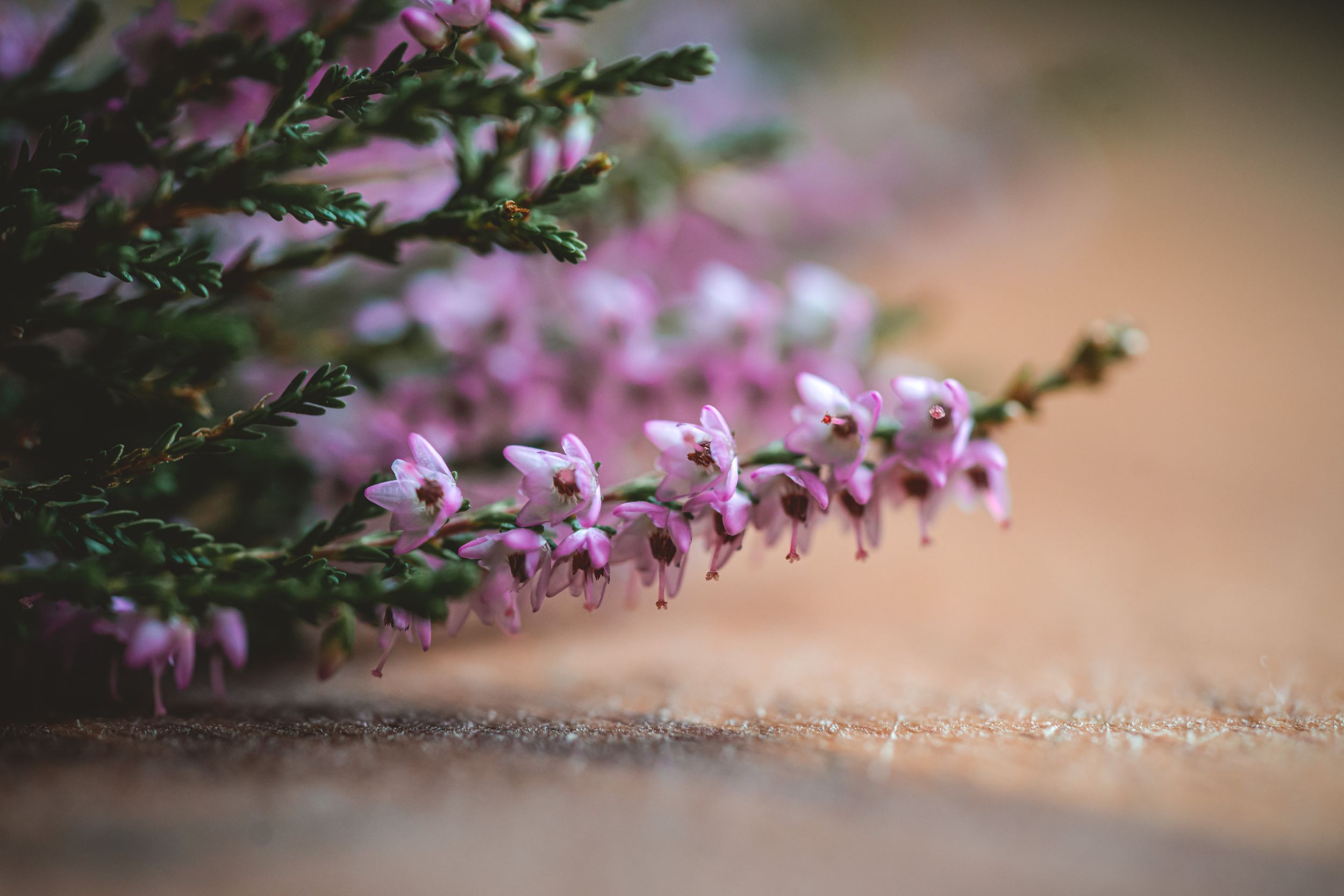 Heather - The Grizzly Forager: The Definitive Guide to Foraging with Kids