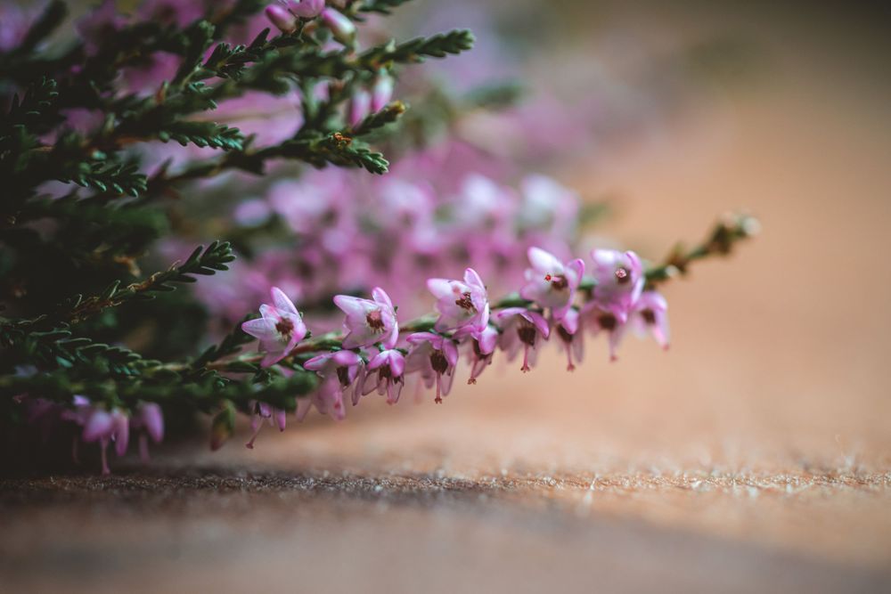 Heather - The Grizzly Forager: The Definitive Guide to Foraging with Kids