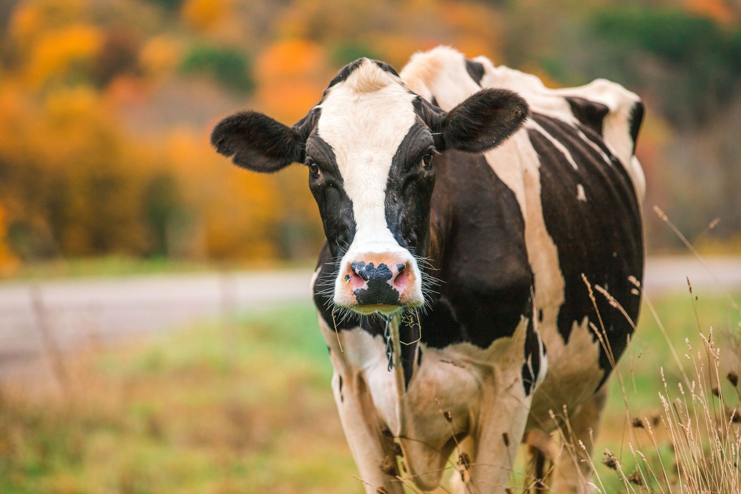 About - K.Darling Photography