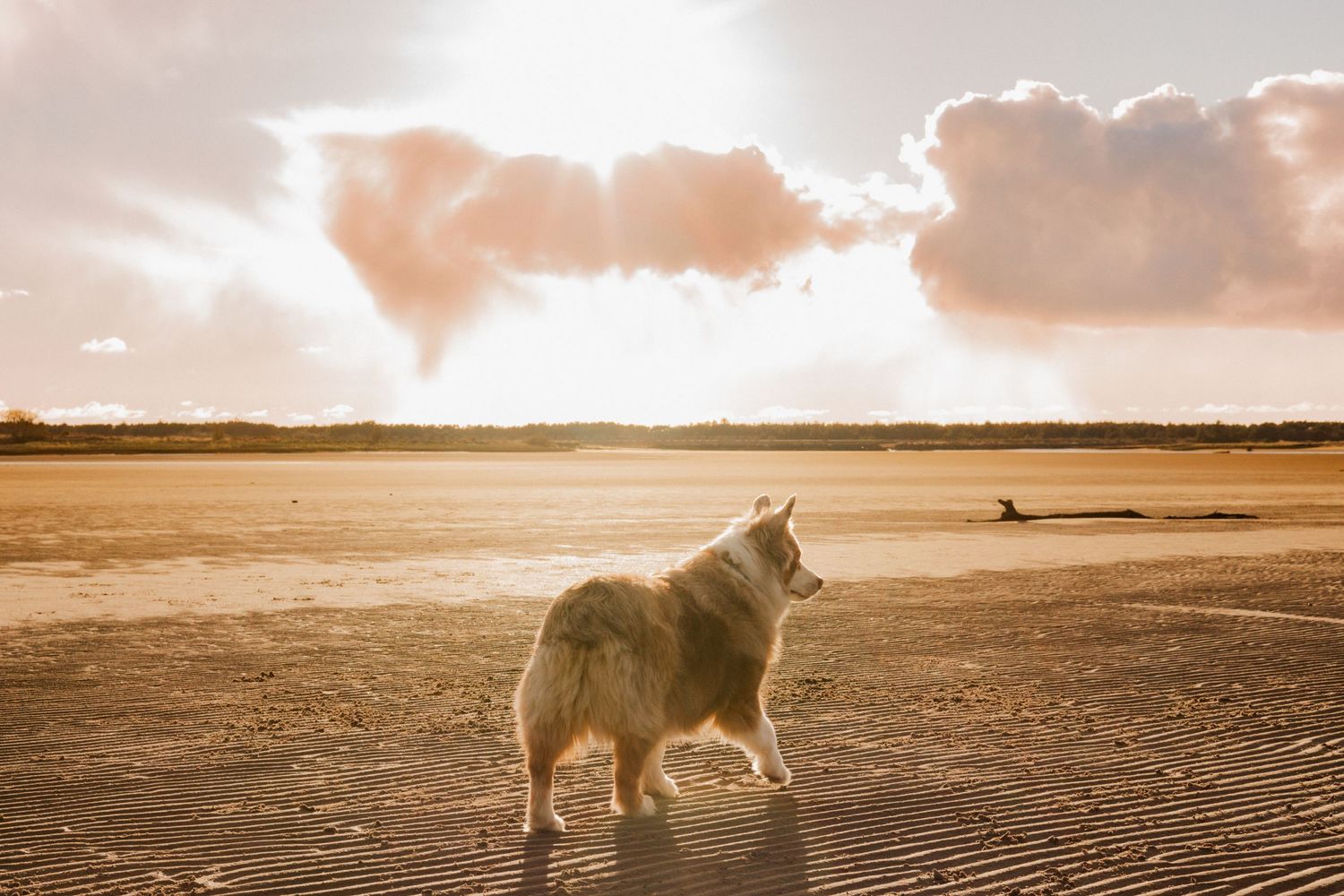 Contact - Lindsey Isom Photography