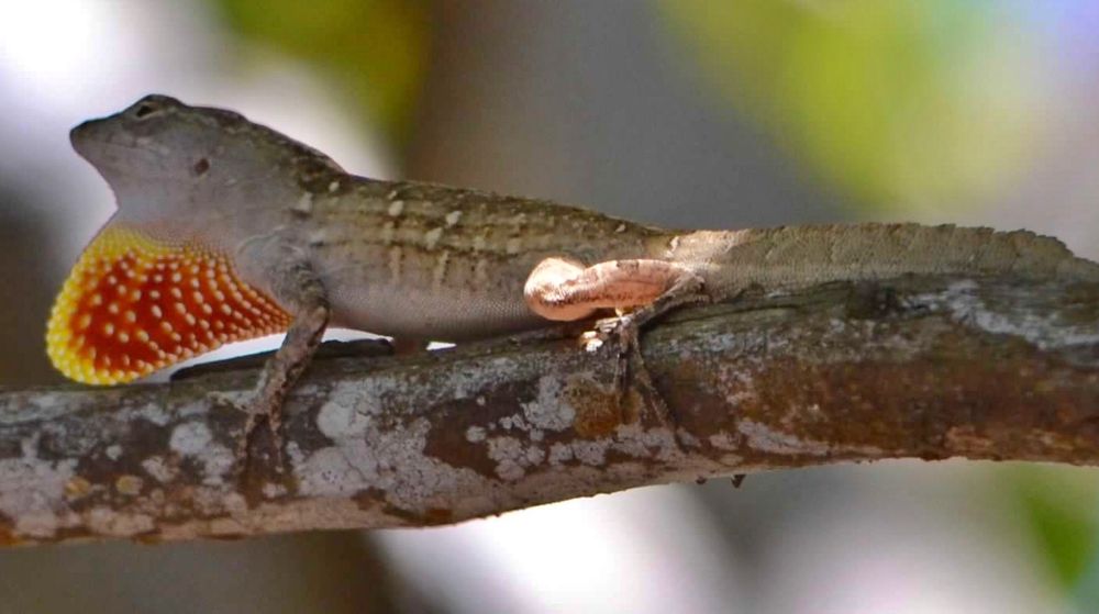 Brown Anoles - Gone Herping Photography