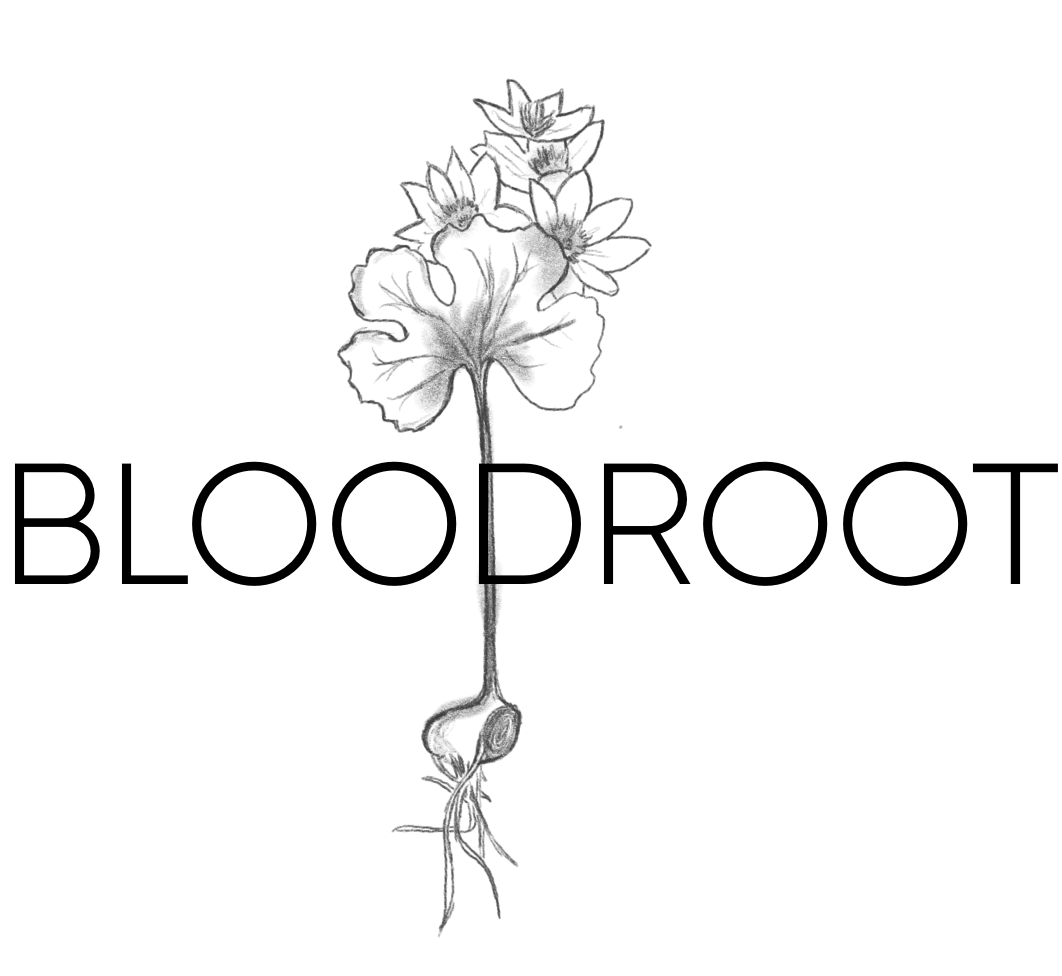 About Bloodroot - Bloodroot