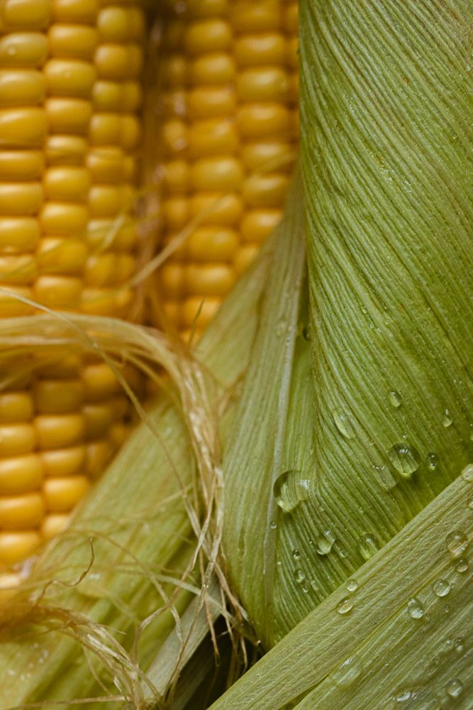 Sweetcorn On Cob - Three Pod Studio