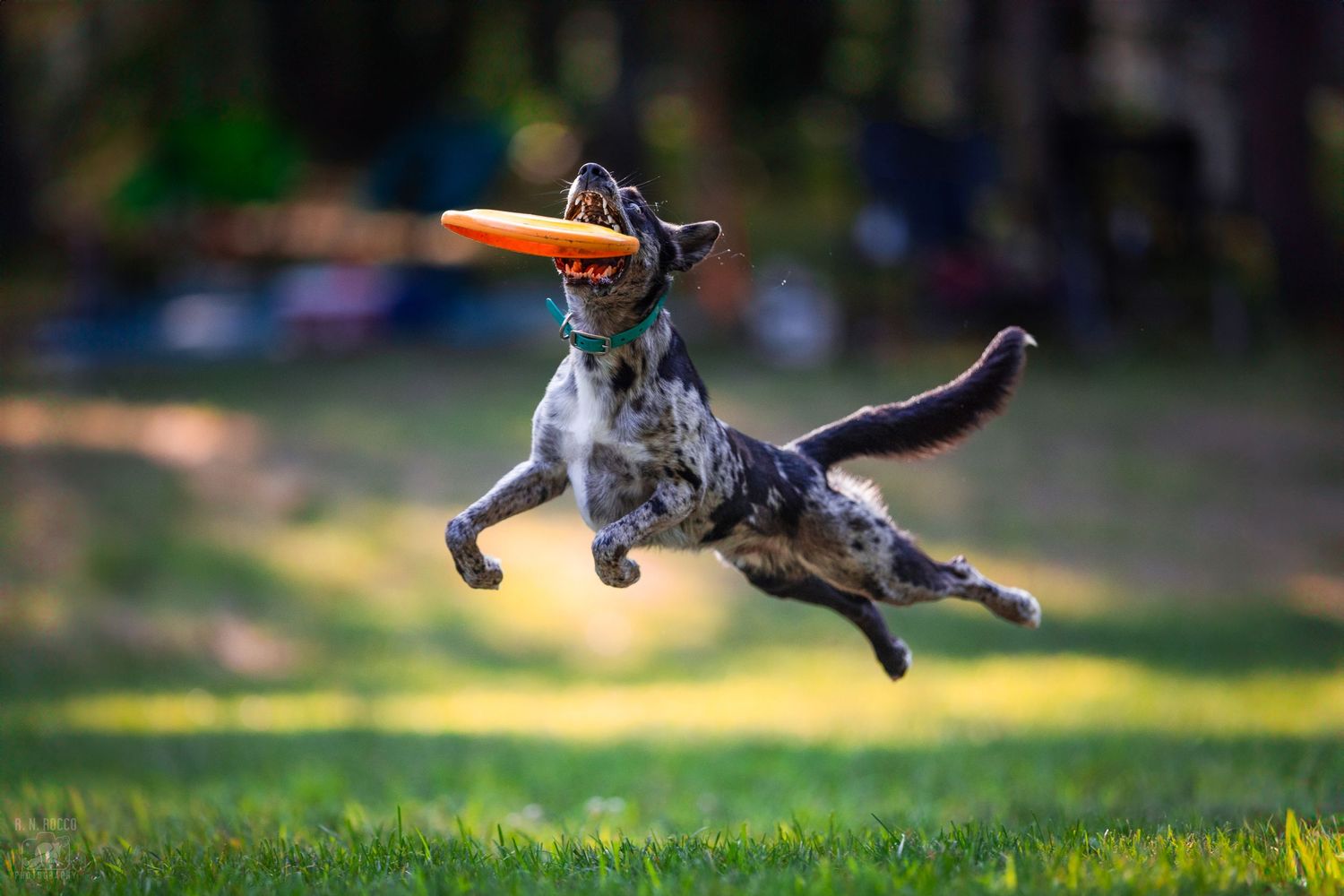 R.N. Rocco Photography