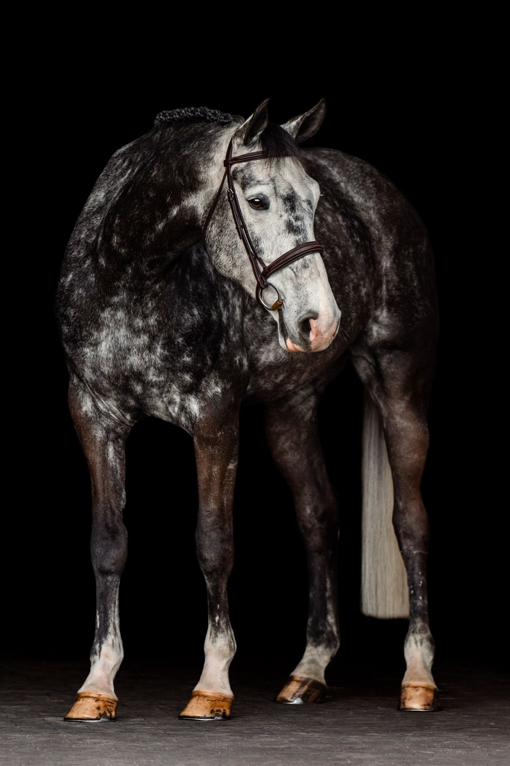 Equine Black Background Portraits - Buffalo, WNY Horse and Pet ...