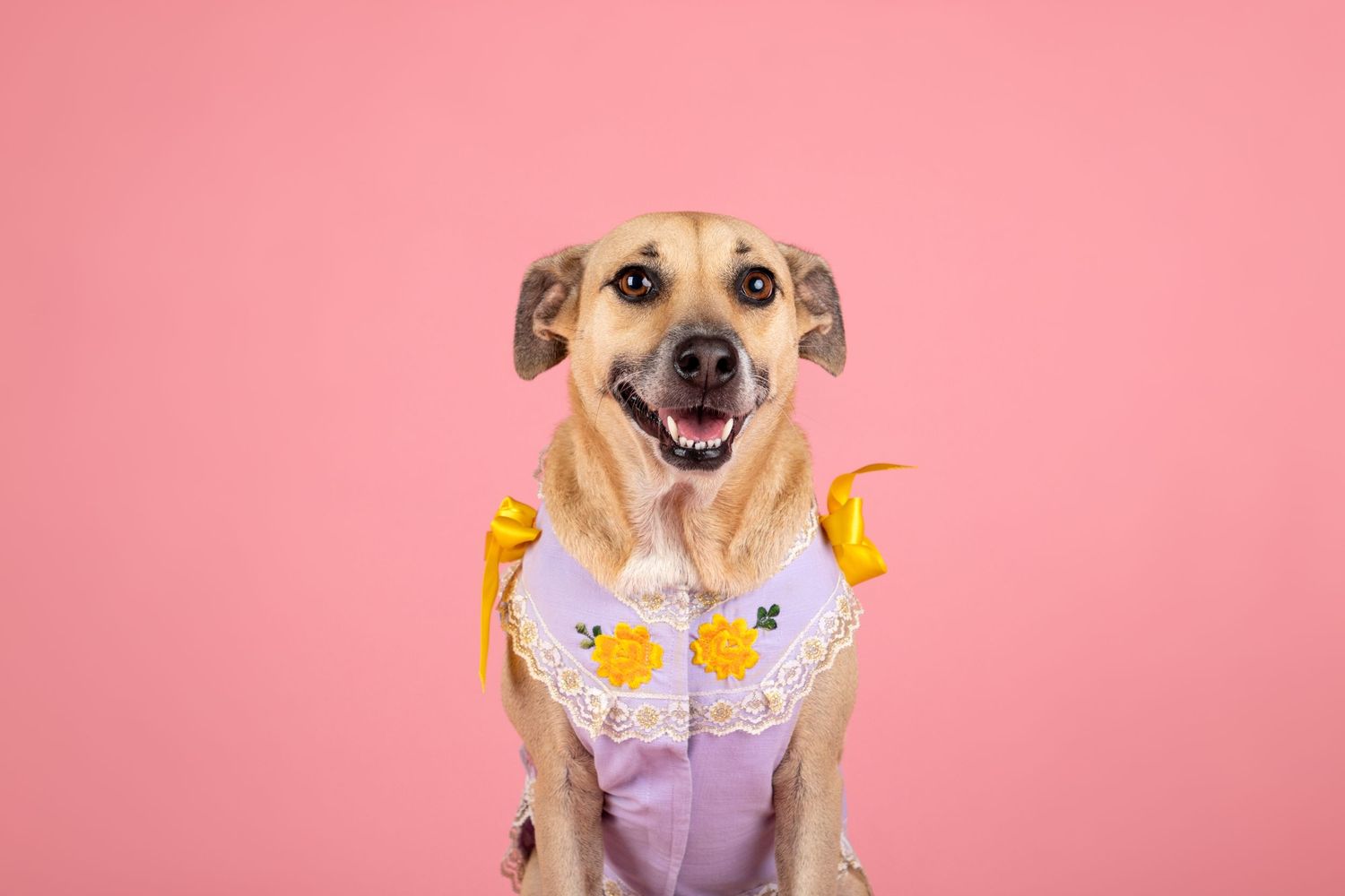 MARCAS - ANA ABDO FOTOGRAFÍA CANINA