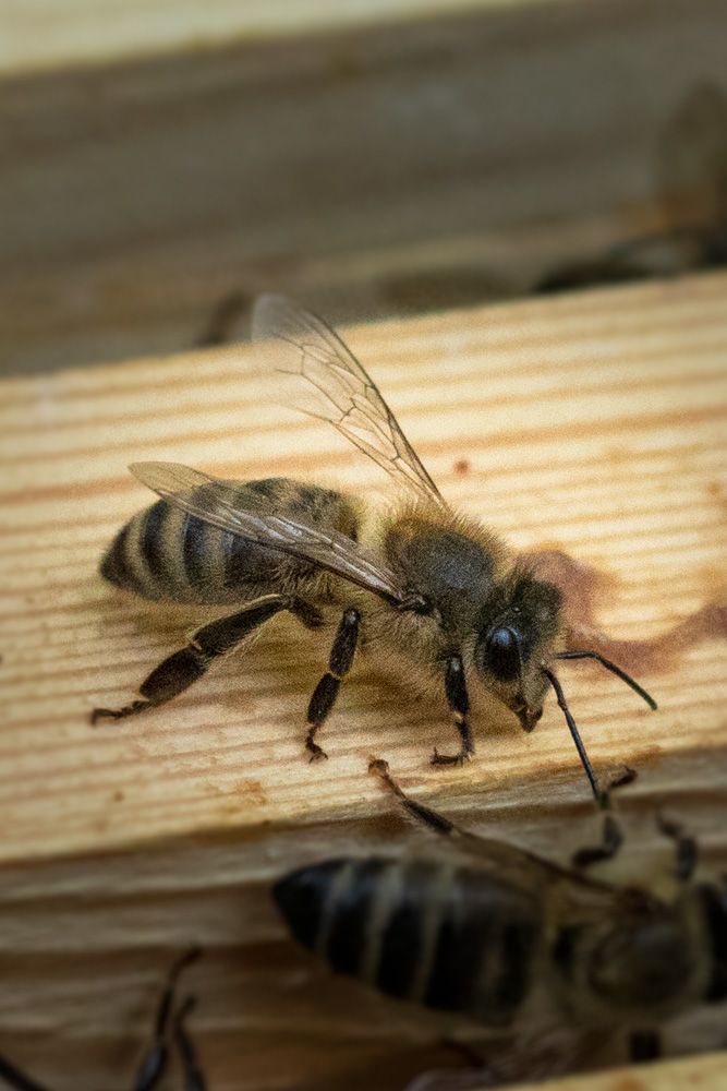 Honey: The Immortal Form Of Flowers - Three Pod Studio