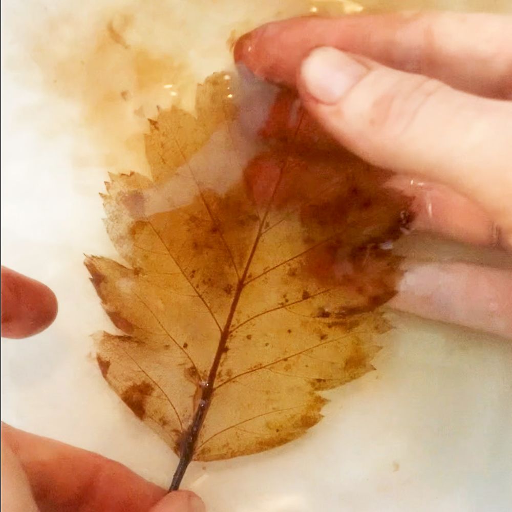 How to Make Leaf Skeletons - Leigh Schneider