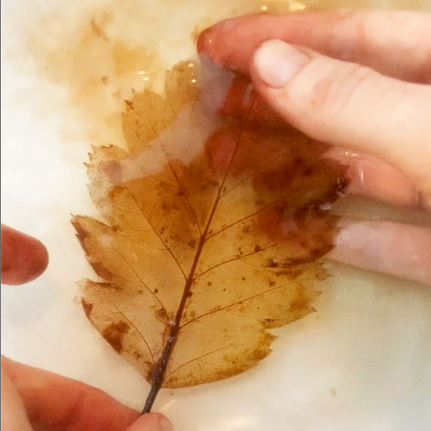 How to Make Leaf Skeletons - Leigh Schneider