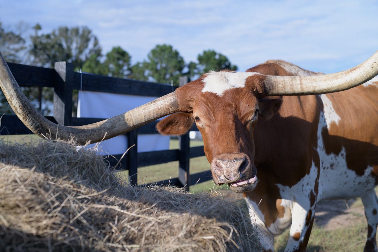 Pasture Party 2021 - Lesa Wright Photography
