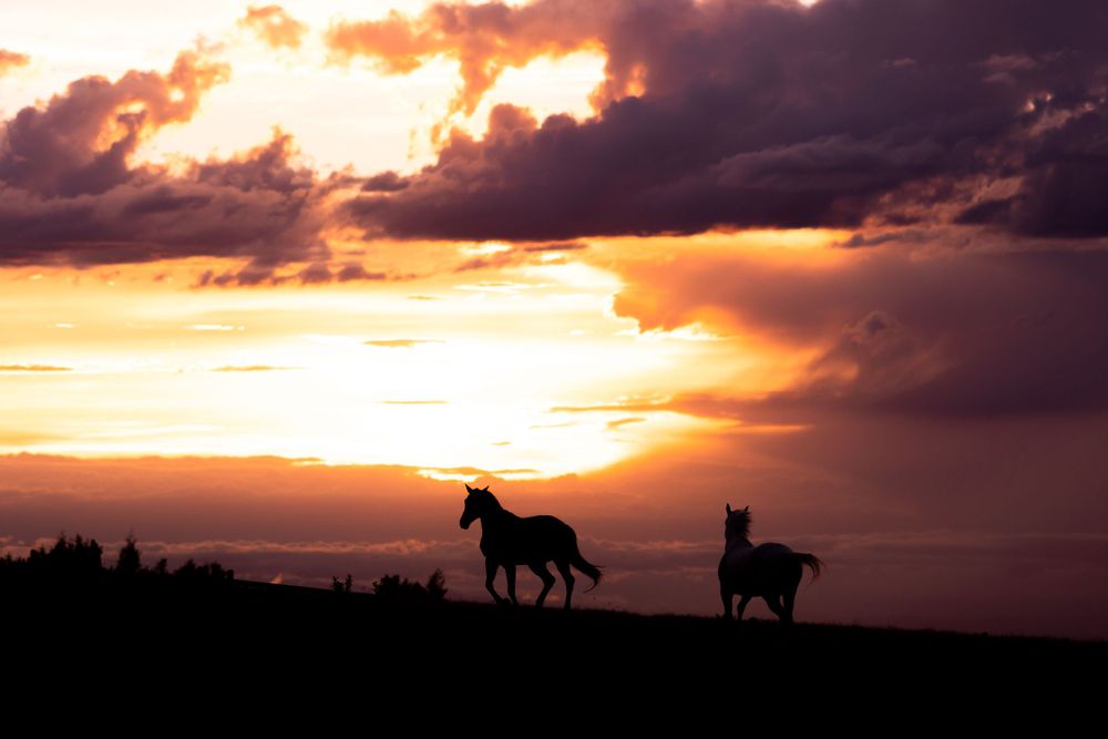 Silver Brand Ranch - Bozeman, MT