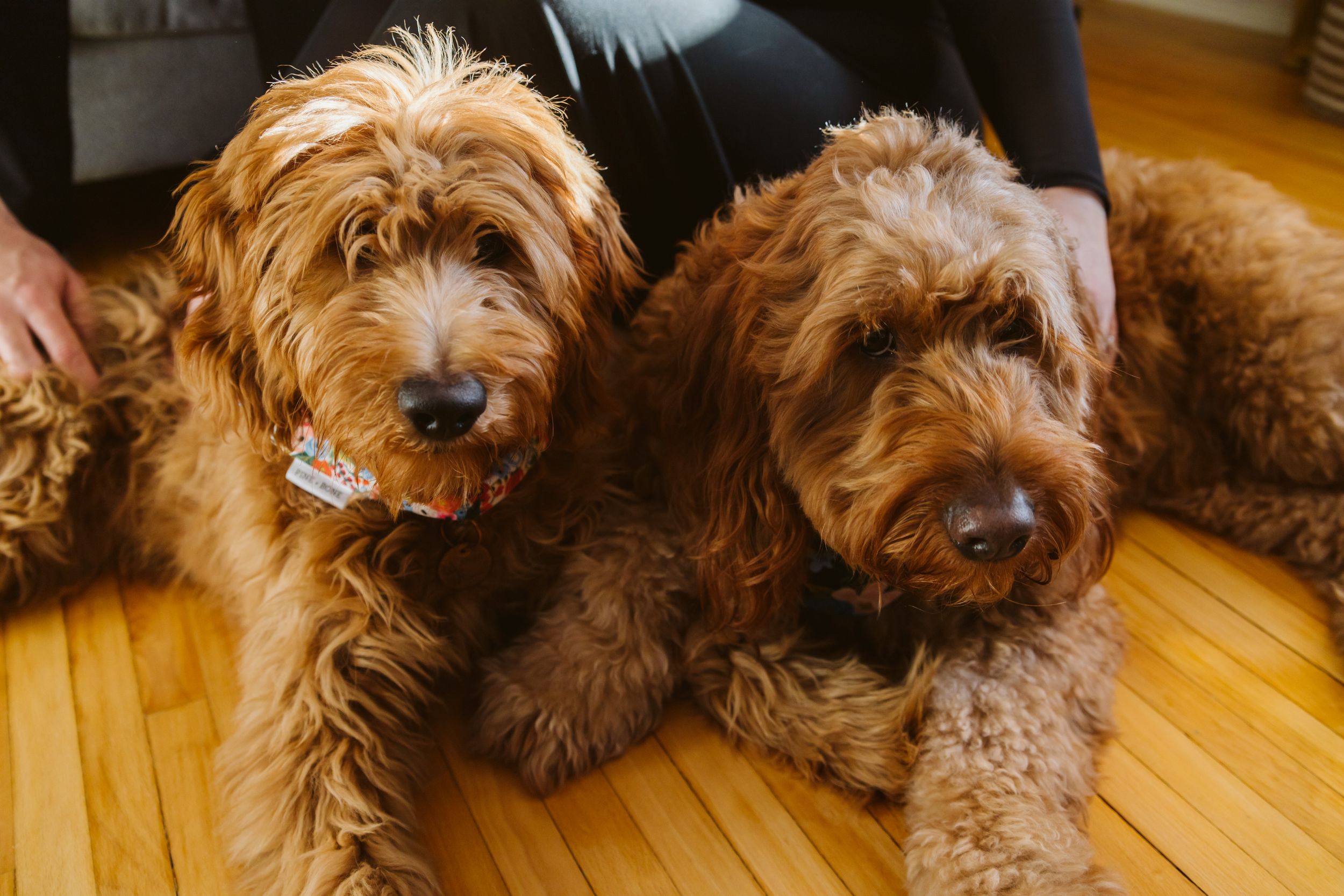 Capturing Cherished Moments: A Heartwarming Furry Family Photo Session ...
