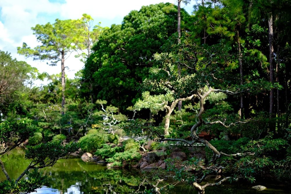 Morikami Museum and Japanese Gardens - Lindsay Kuehne