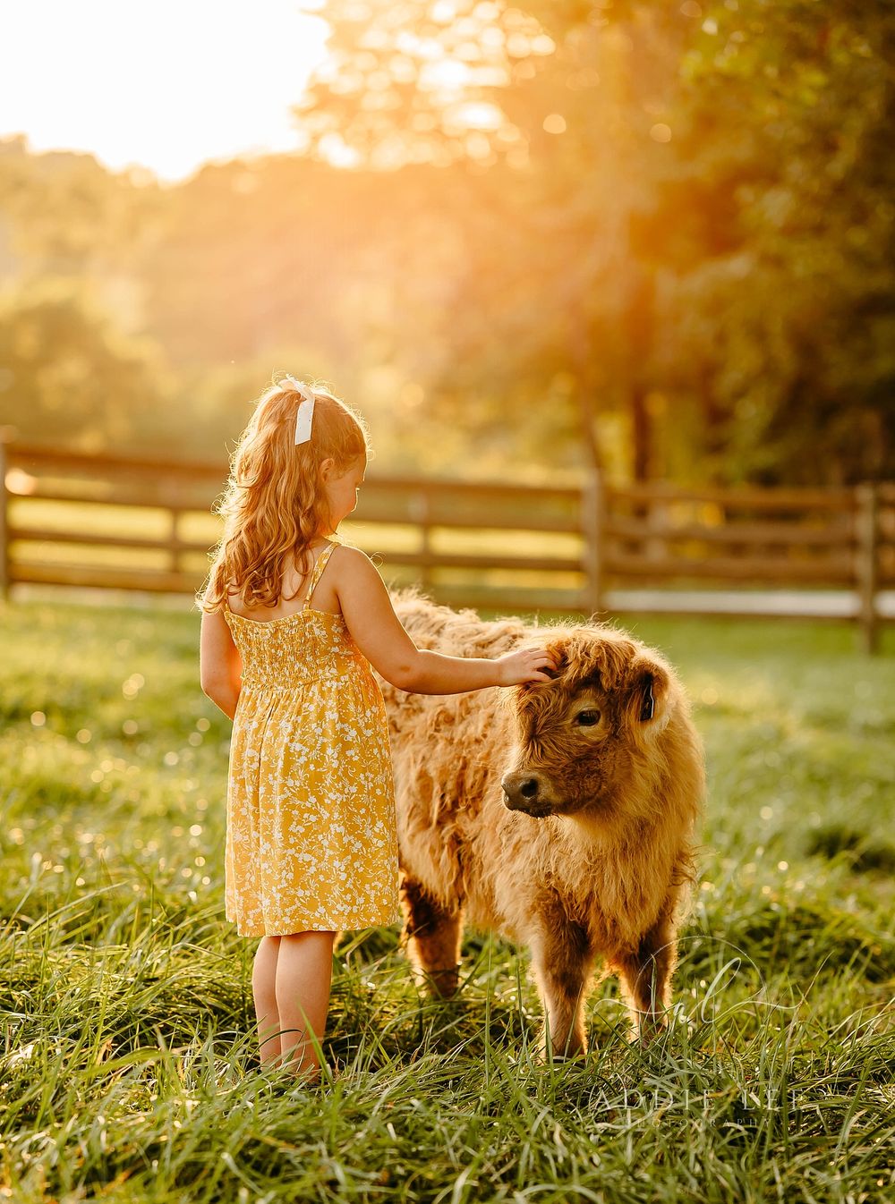 Highland Cows - Addie Lee Photography