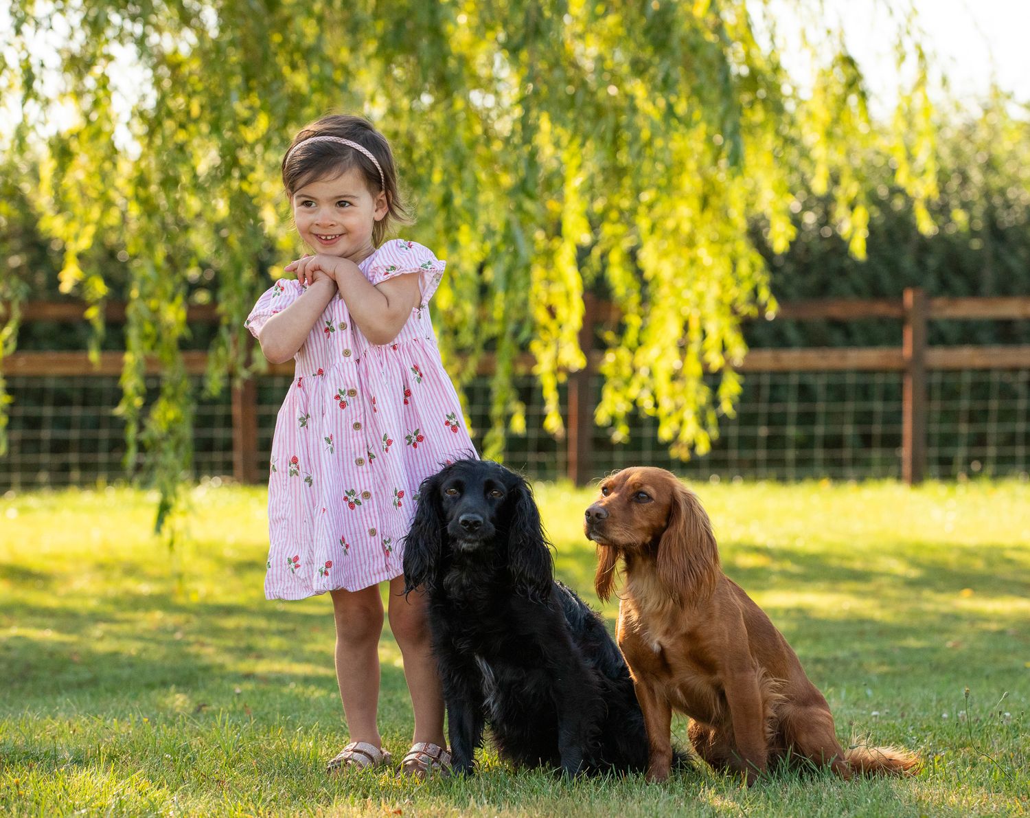Dog Portfolio - Imogen Moon ABIPP - Equine & Dog Photographer In Derbyshire