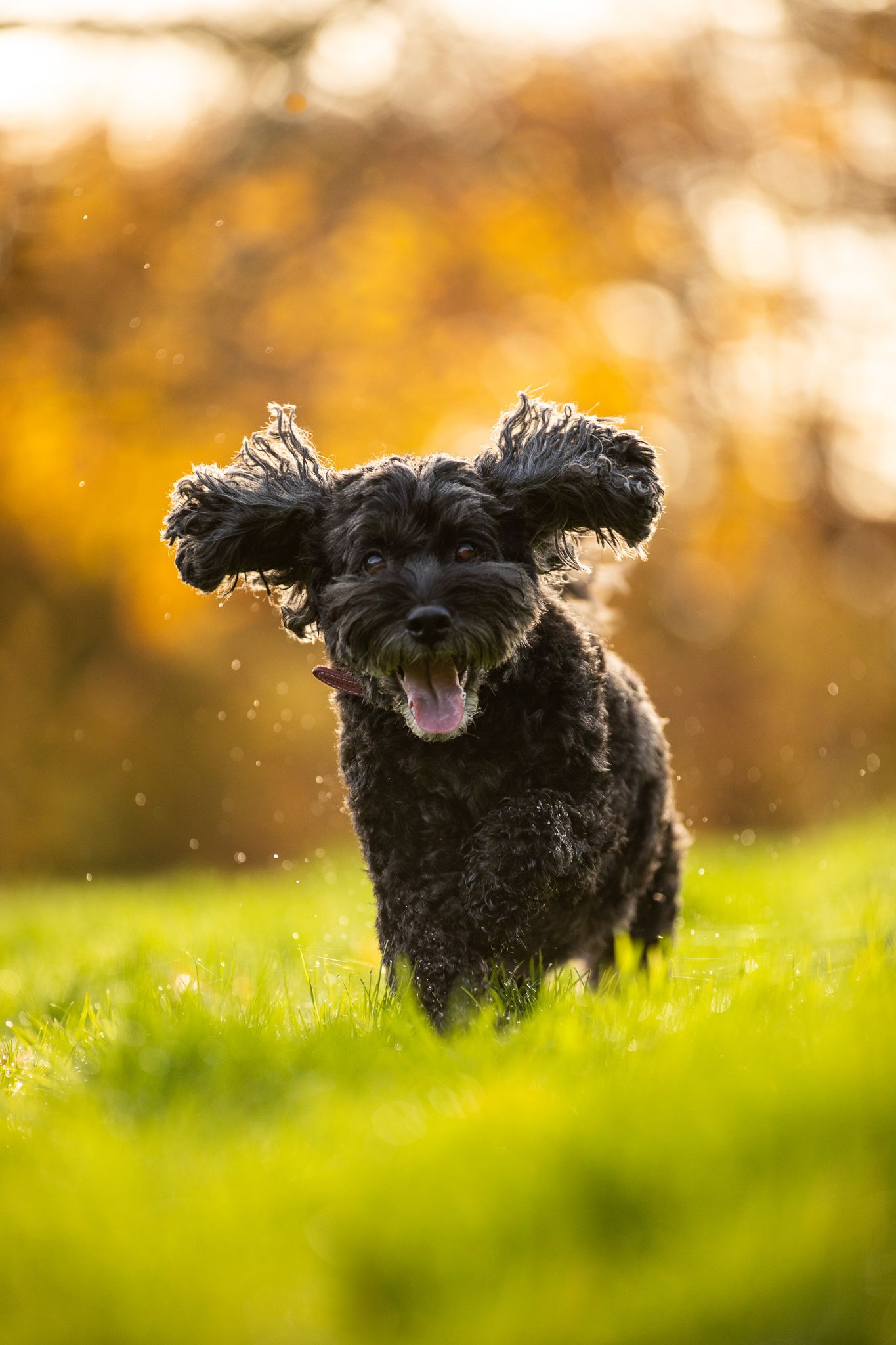 Dog Portfolio - Imogen Moon ABIPP - Equine & Dog Photographer In Derbyshire