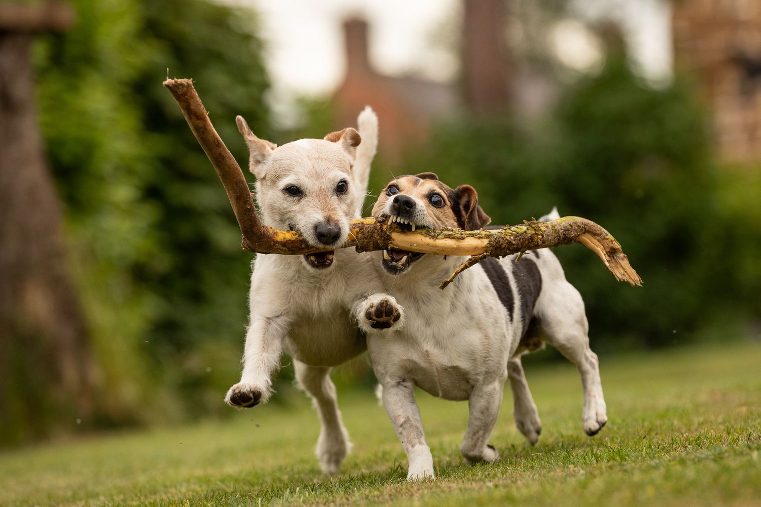 Dog Portfolio - Imogen Moon ABIPP - Equine & Dog Photographer In Derbyshire
