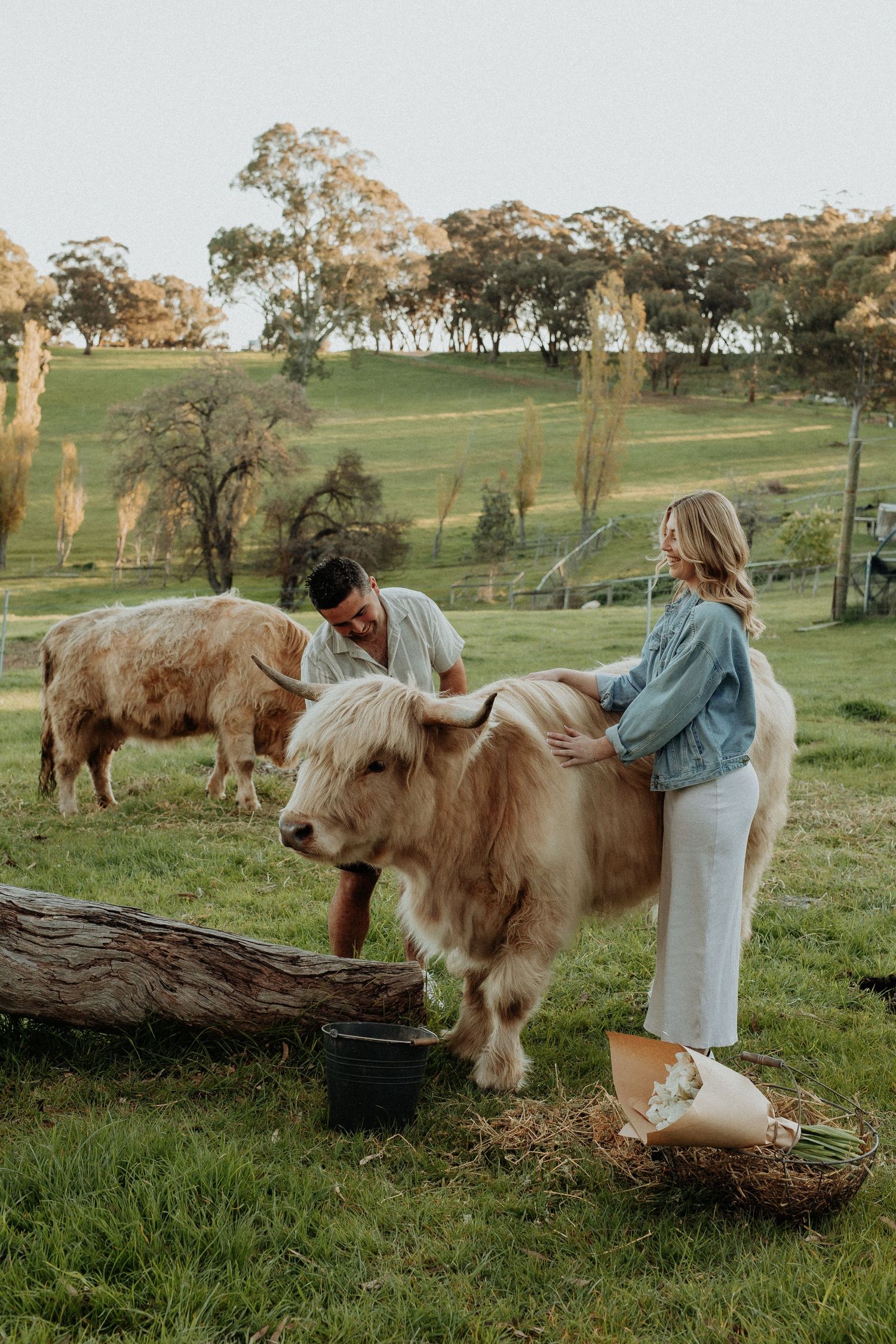 Highland Cow sessions - AC Newborn & Family Photography