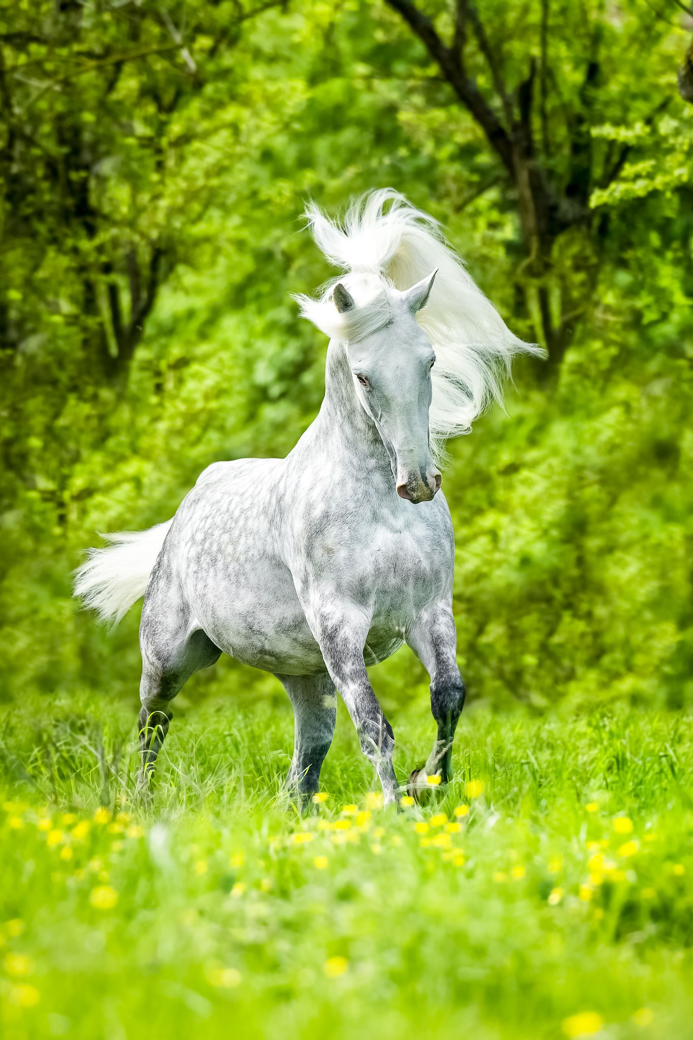 Horses' Art - Elsa MEIER