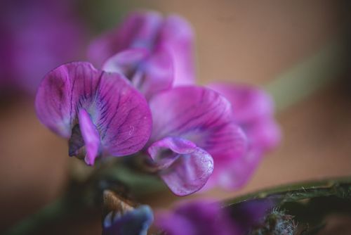 Common Vetch - The Grizzly Forager: The Definitive Guide to Foraging ...