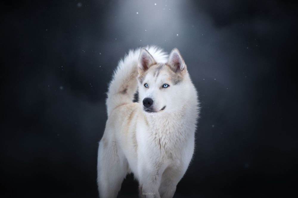 Horses' Art - Elsa MEIER